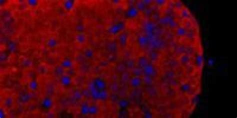 Researchers Unlock A New Means Of Growing Intestinal Stem Cells Lab