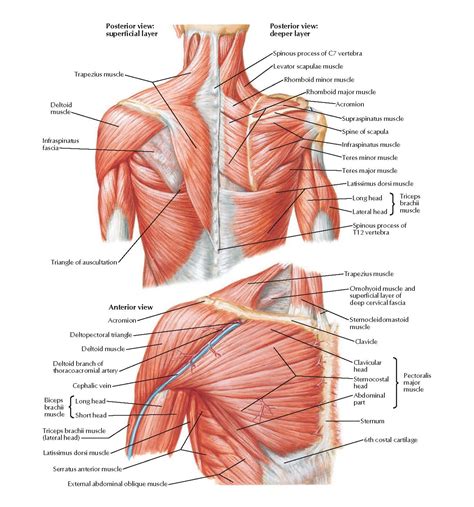 Muscles Of Shoulder Anatomy Artofit