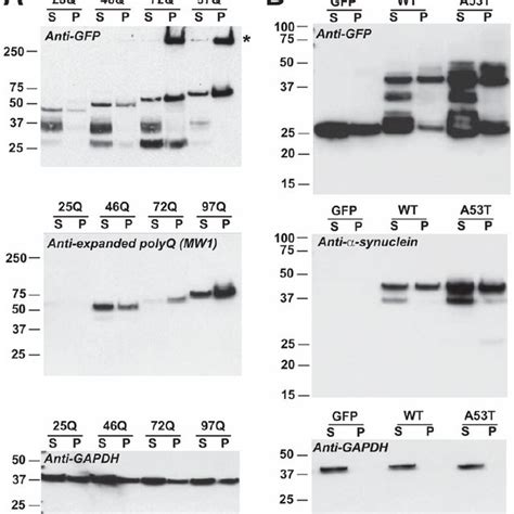 Targeted Expression Of Mutant Htt Fragments Or α Synuclein To The Download Scientific Diagram
