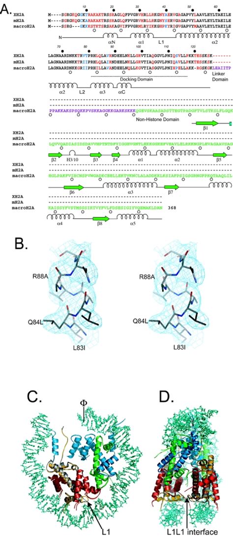 Structural Characterization Of The Histone Variant Macroh2a Pmc