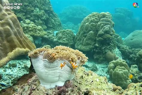 ข่าวชมเต็มอิ่ม “เกาะกระดาน “ จ ตรัง ชายหาดสวยที่สุดในโลก เกาะสวรรค์ของนักท่องเที่ยว ที่ยังคง
