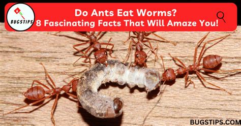 Do Ants Eat Worms 8 Fascinating Facts That Will Amaze You Bugstips