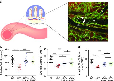 Ric Preserves Intestinal Microcirculation In The Submucosa A Depiction Download Scientific