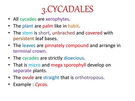 Classification Of Gymnosperm By Chamberlain Pptx
