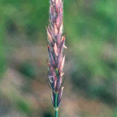 Grasses And Sedges