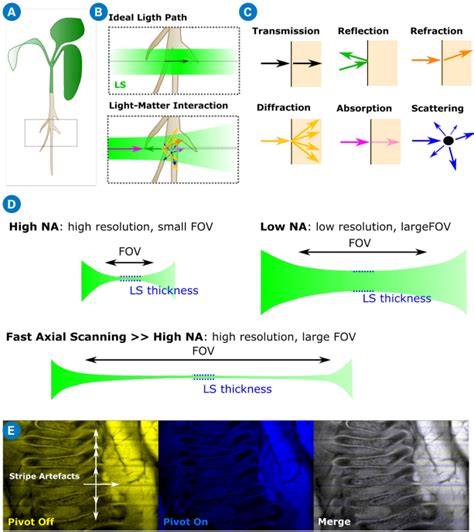 Using Light Sheet Fluorescence Microscopy To Study Living Plants