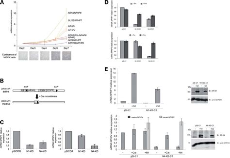 Nphp Gene Expression During Cell Polarization And Generation Of Nphp