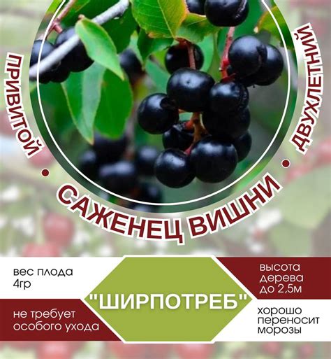 Саженцы Вишня Ширпотреб - купить с доставкой по выгодным ценам в ...