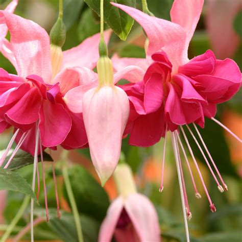 Fuchsia Trailing Bella Rosella J Parker Dutch Bulbs Wholesale Ltd