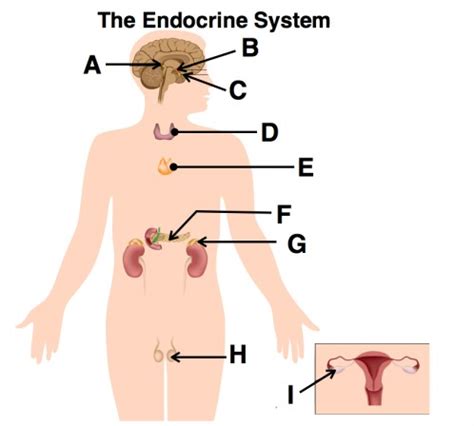 CSCC BIO 1101 Endocrine System Quiz Flashcards Quizlet