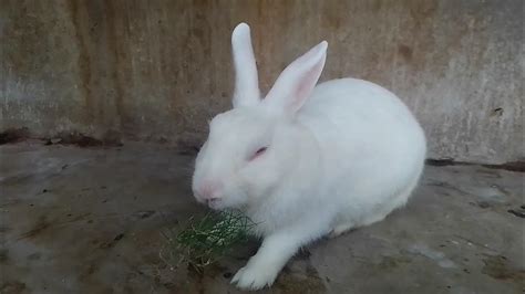 কেহেরমানের সাথে কাটানো ৫ মিনিট পোষা খরগোশ কেহেরমান এর বন্ধুত্ব Youtube