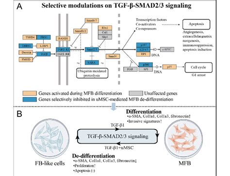 Selective Modulations On The Tgf β Smad23 Signaling A Regulations Of