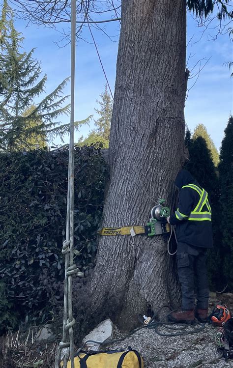 Cabling And Bracing Peninsula Tree Preservation