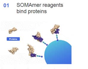 蛋白質體分析服務 Proteome Analysis Service 威健股份有限公司