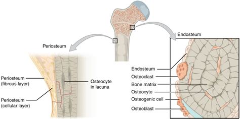 Bone Structure Anatomy And Physiology I