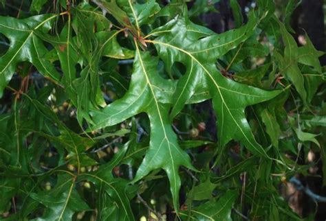 17 Types Of Florida Oak Trees Pictures And Identification