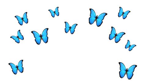 Butterfly Emoji Meaning Sexually At Johnathan Olivar Blog