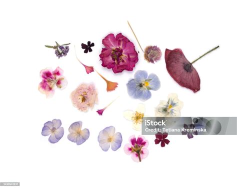 흰색 배경에 고립 된 말린 압착 된 꽃 그룹 스크랩북 또는 장식 예술을위한 식물 요소 말린 식물에 대한 스톡 사진 및 기타