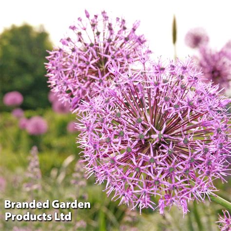 Buy Allium Carolinianum Rosy Dream Organic Gardening Catalogue