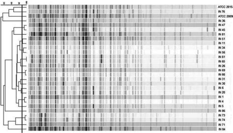 dendrogram generated with bionumerics® software showing the aflp