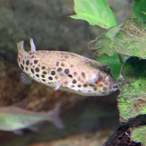 Spotted Congo Puffer