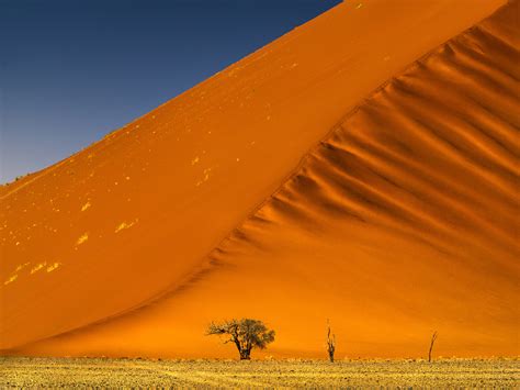 Trees Of Namibia On Behance