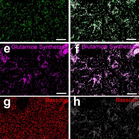 Astrocytes Mediate Developmental Synapse Pruning And Remodelling