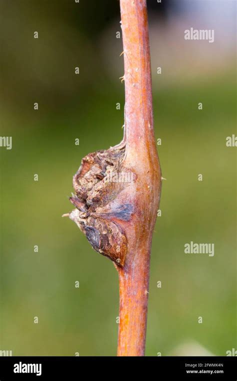 Damaged Raspberry Shoots By Raspberry Gall Midge Lasioptera Rubi