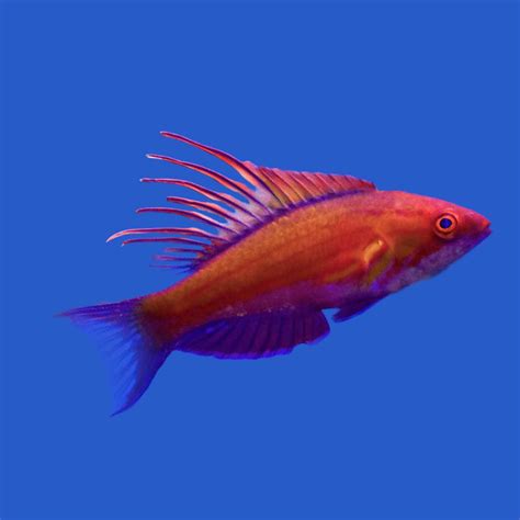Blue Flasher Wrasse Aquatic Collection Aquarium