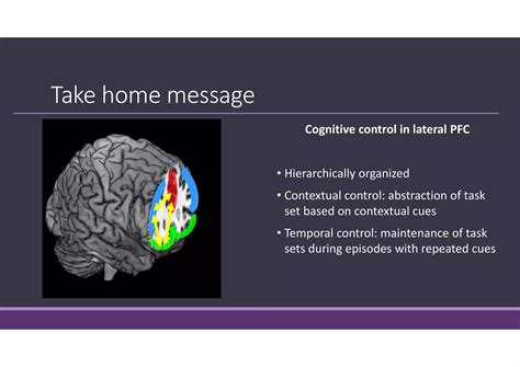 Prefrontal Cortex And Decision Making The Modular And Circuit Based Approach Ppt