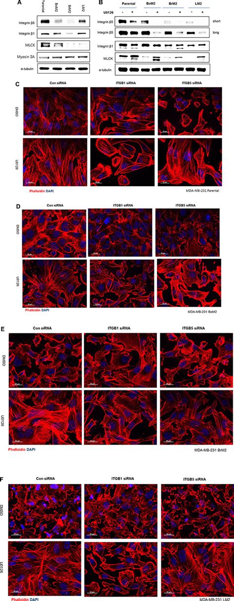 Integrin β1 Myosin Light Chain Kinase And Myosin Iia Are Required For Activation Of Pi3k Akt
