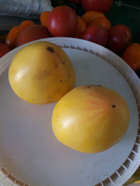white tomato