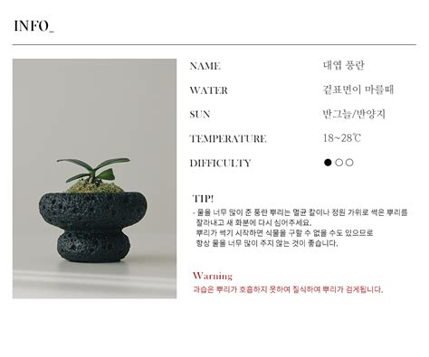 대엽풍란 절구 세라믹화산석 화분 감도 깊은 취향 셀렉트샵 29cm