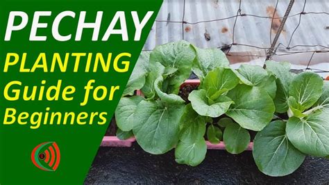 Planting Pechay In Flower Pot Petchay Planting Guide For Beginners