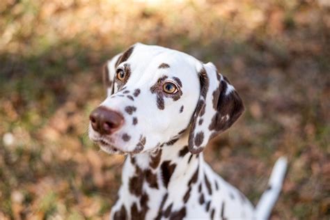 Orange Spotted Dalmatian