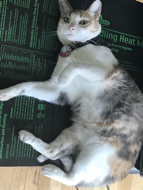 Pussy Rworldpolitics
