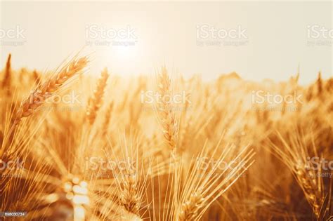 골드 밀 필드입니다 아름 다운 자연 일몰 풍경입니다 초원 밀 필드의 귀를 숙성의 배경입니다 0명에 대한 스톡 사진 및 기타