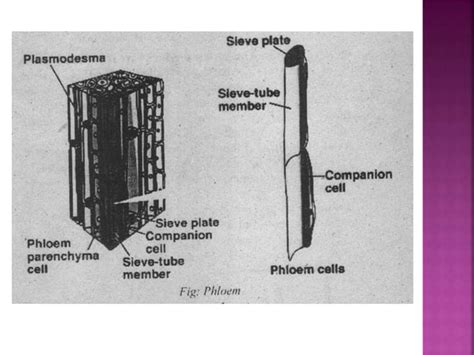 Basic Information About Phloem Structurepptx