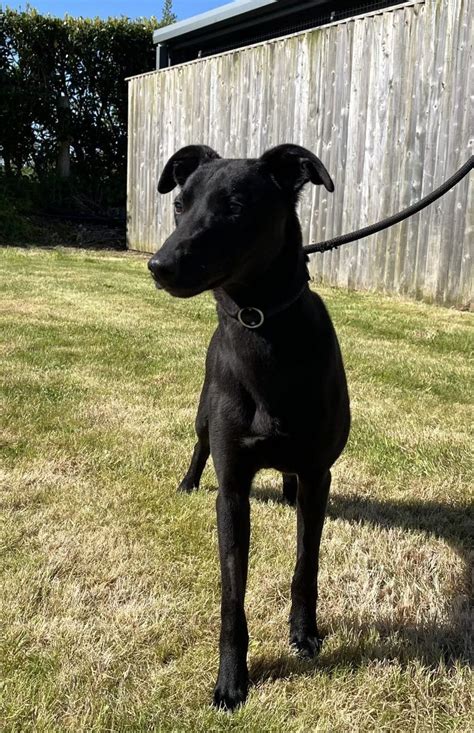 Norfolk Meet Aj Approx 1 Yo Tts 23 Currently In Kennels In Ireland Not Cat Friendly History