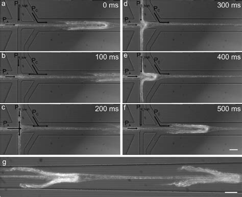Generation Of Regularly Patterned Alginate Fibers A Variation Of The
