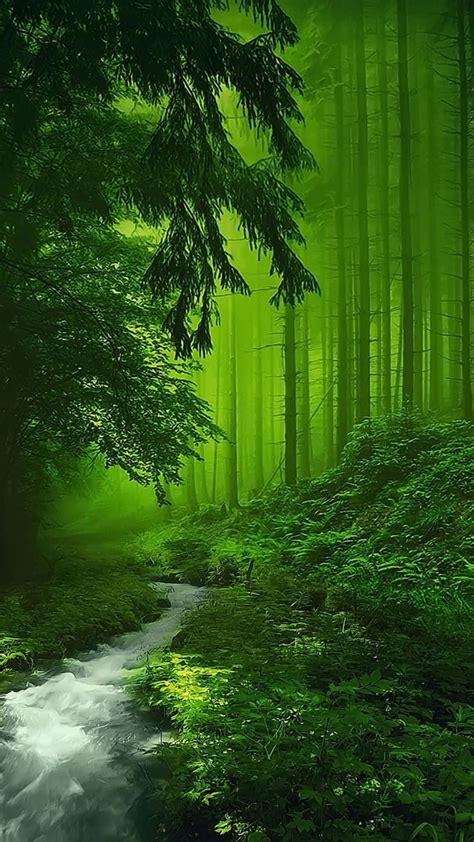 100 Dark Green Forest Wallpapers