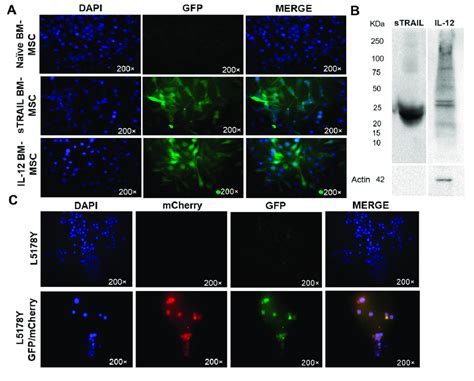Transduced Cells Expressing Proteins A Bm Msc Marked With Gfp In