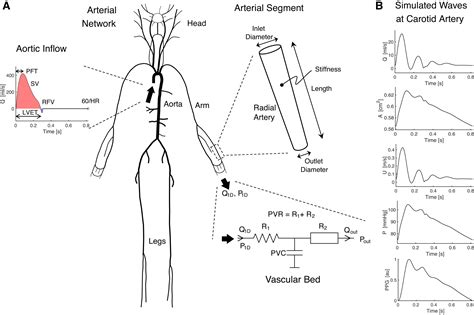 Introduction To Modelling Arterial Pulse Waves Peter Charlton