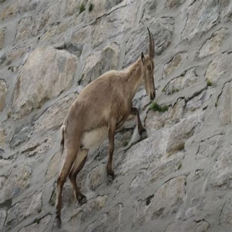 Animals Detection Object Detection Dataset By Roboflow Workspace