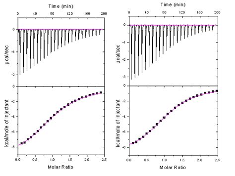 2 5 Binding Isotherm For Calorimetric Titration Of Amppnp Binding To Download Scientific