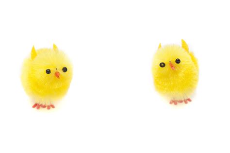 Fluffy Easter Chicks Creative Commons Stock Image