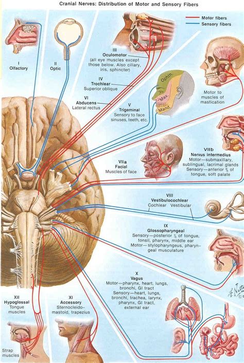Pin By Paula Saavedra On Health Brain Anatomy Cranial Nerves