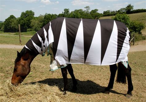 Benefits Of Zebra Stripes At Oscar Levy Blog