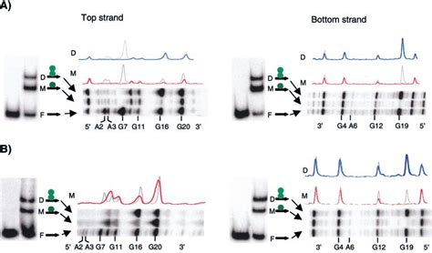 Methylation Interference And Protection Footprints A Methylation