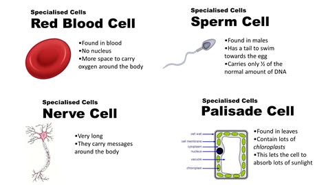 Function Of Palisade Cells Plants At William Chaffin Blog